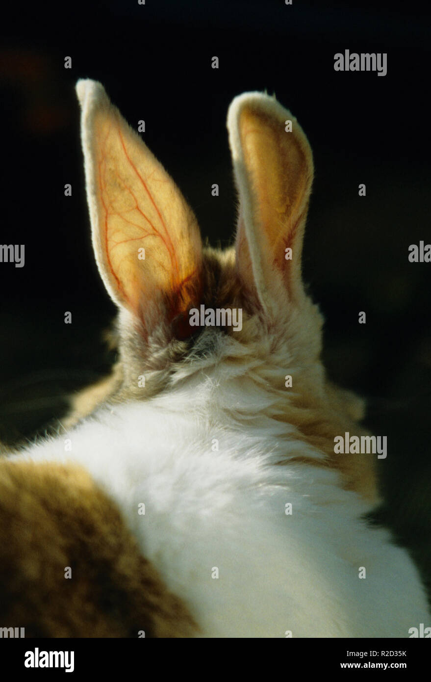 Rabbit ear vein hi-res stock photography and images - Alamy