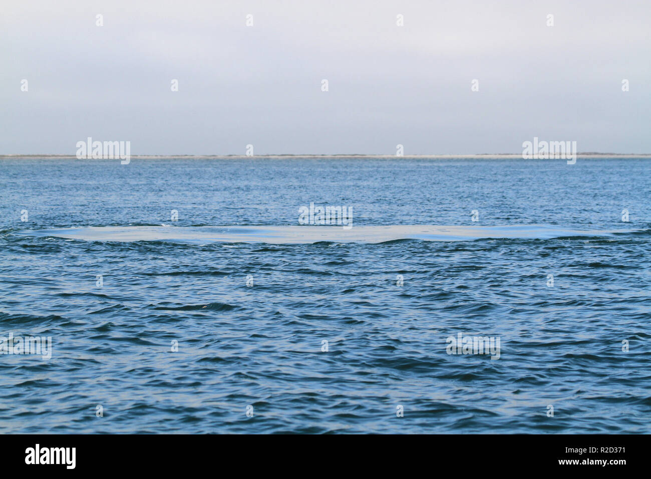 Whale footprint hi-res stock photography and images - Alamy