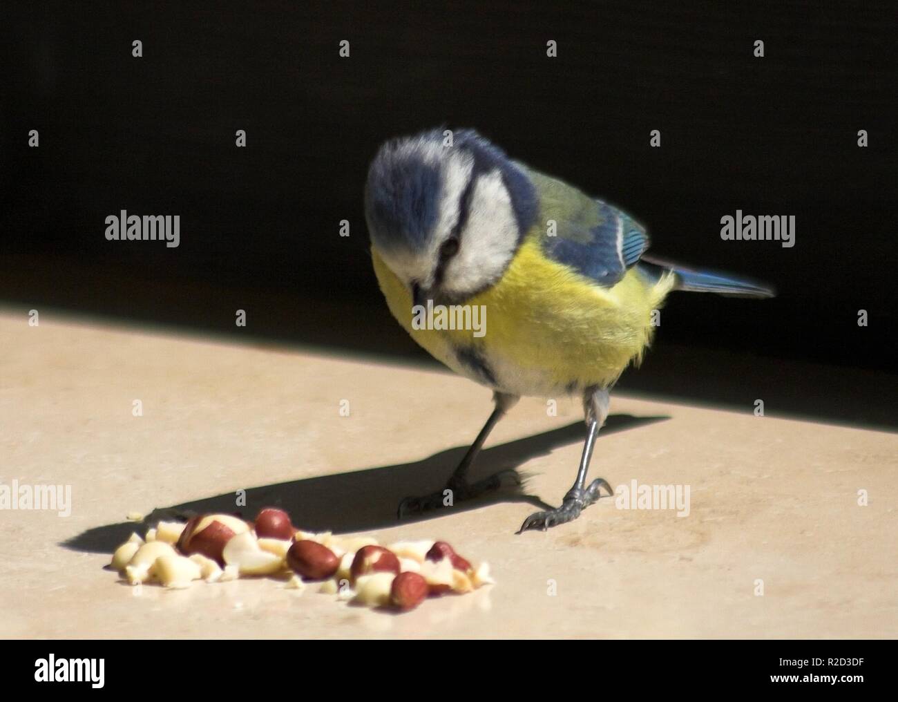 inge maise is back Stock Photo - Alamy