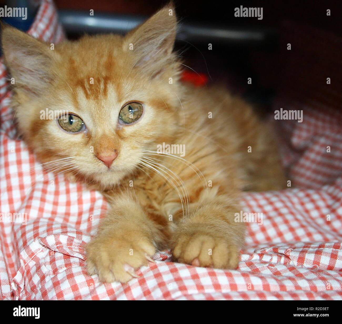 Ss paw hi-res stock photography and images - Alamy