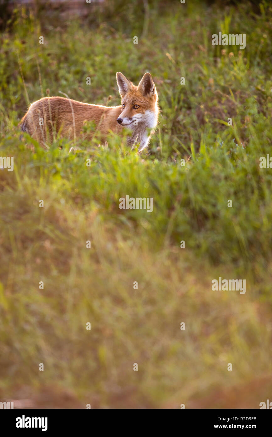 Red fox in its natural habitat - wildlife shot Stock Photo - Alamy