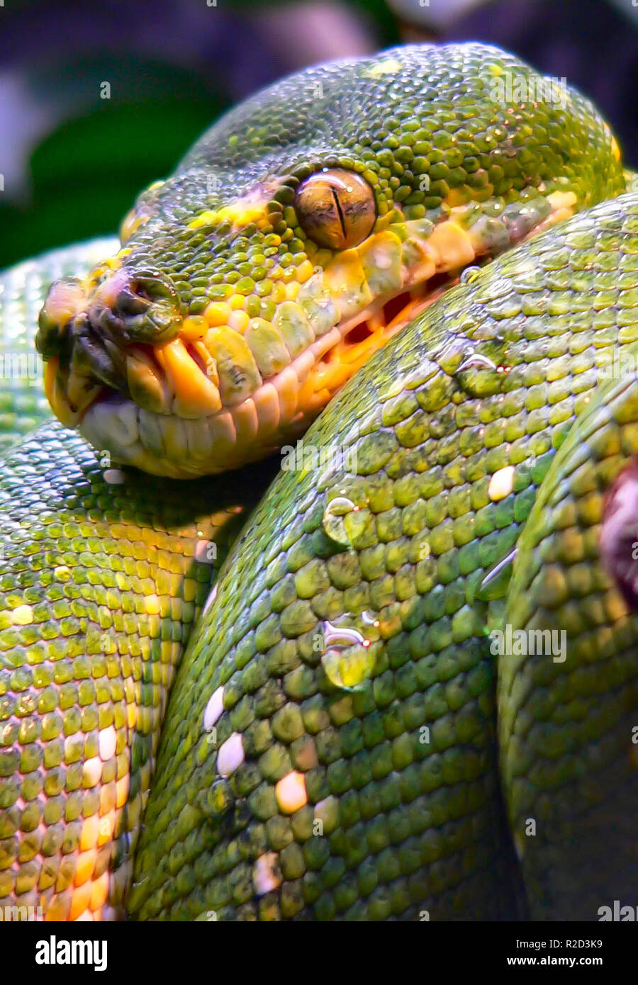 Choke Snake High Resolution Stock Photography and Images - Alamy