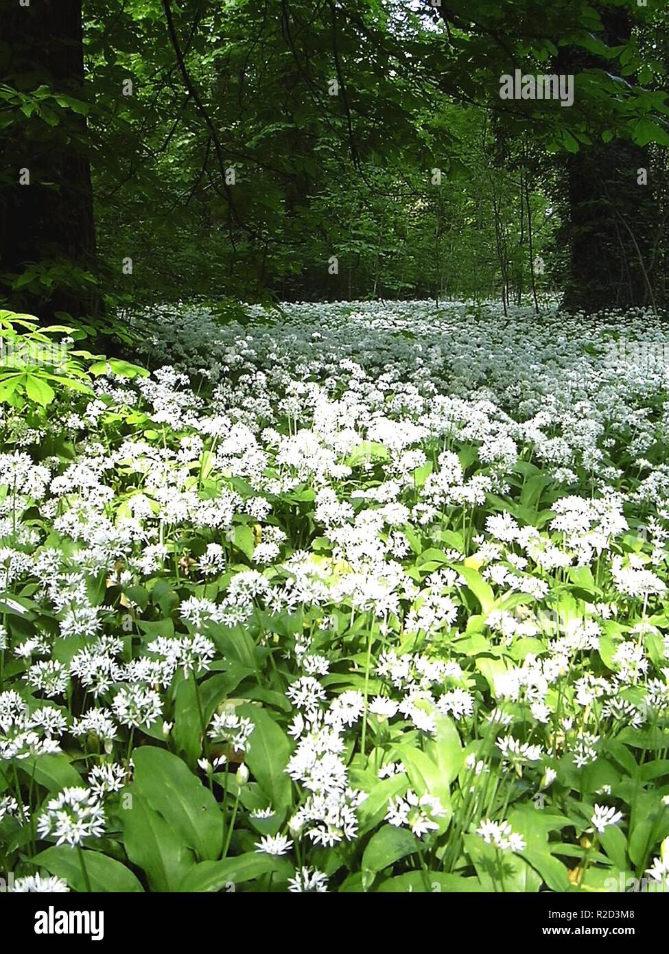 wild garlic forest Stock Photo - Alamy