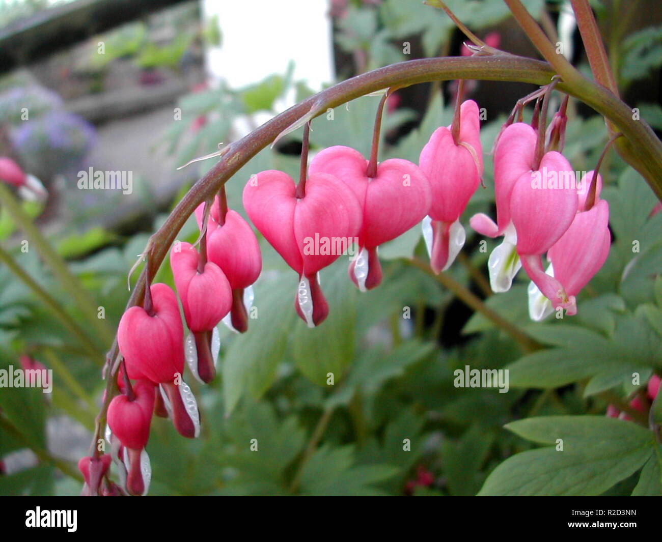 Crying hearts hi-res stock photography and images - Alamy
