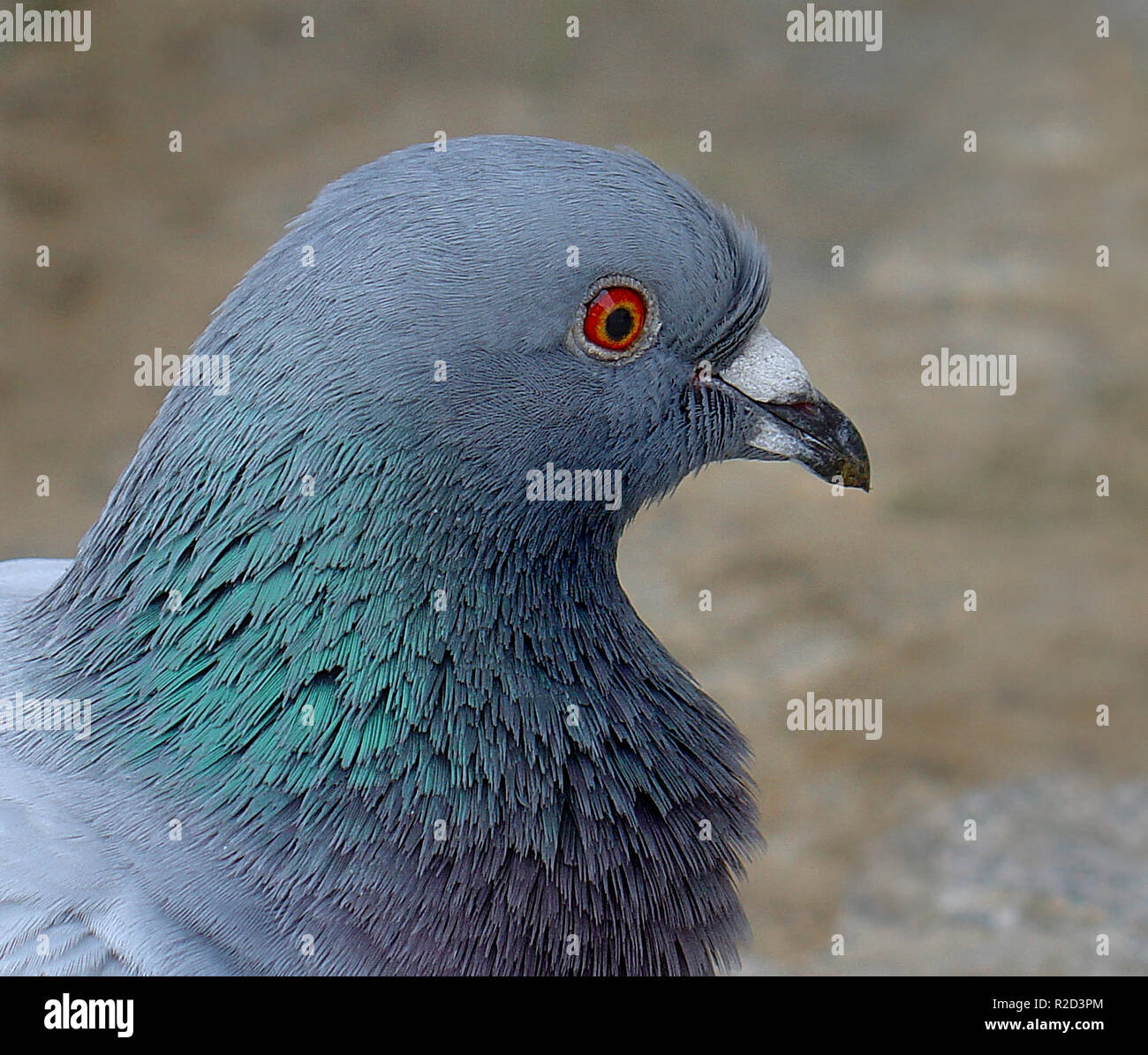 Pet pigeon hi-res stock photography and images - Alamy