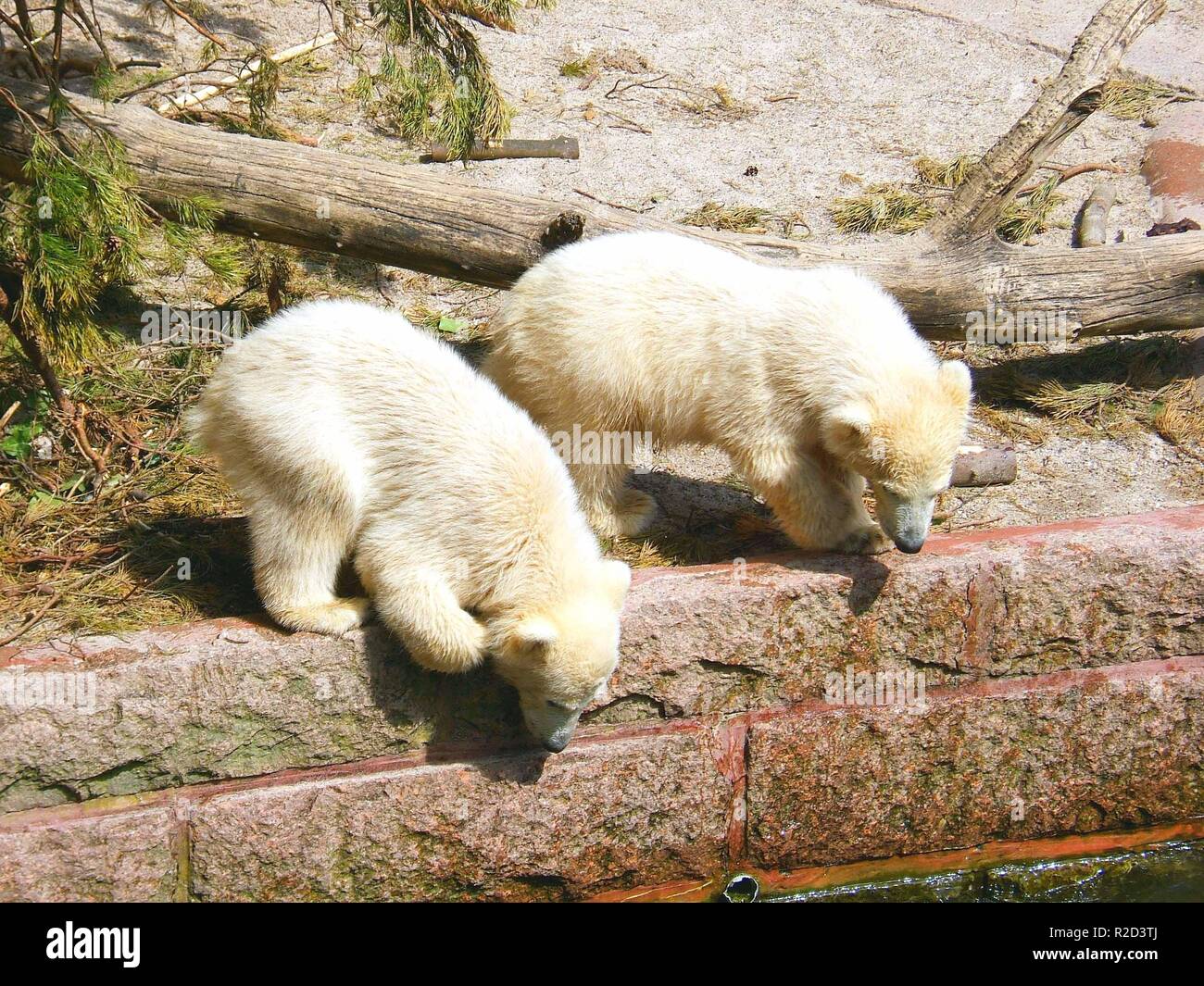 who jumps first Stock Photo - Alamy