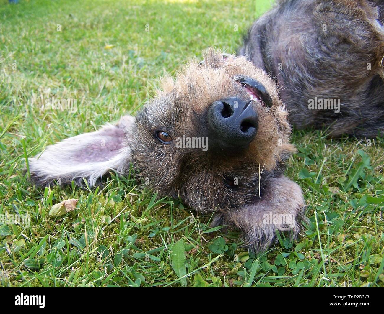 Lop ears hi-res stock photography and images - Alamy