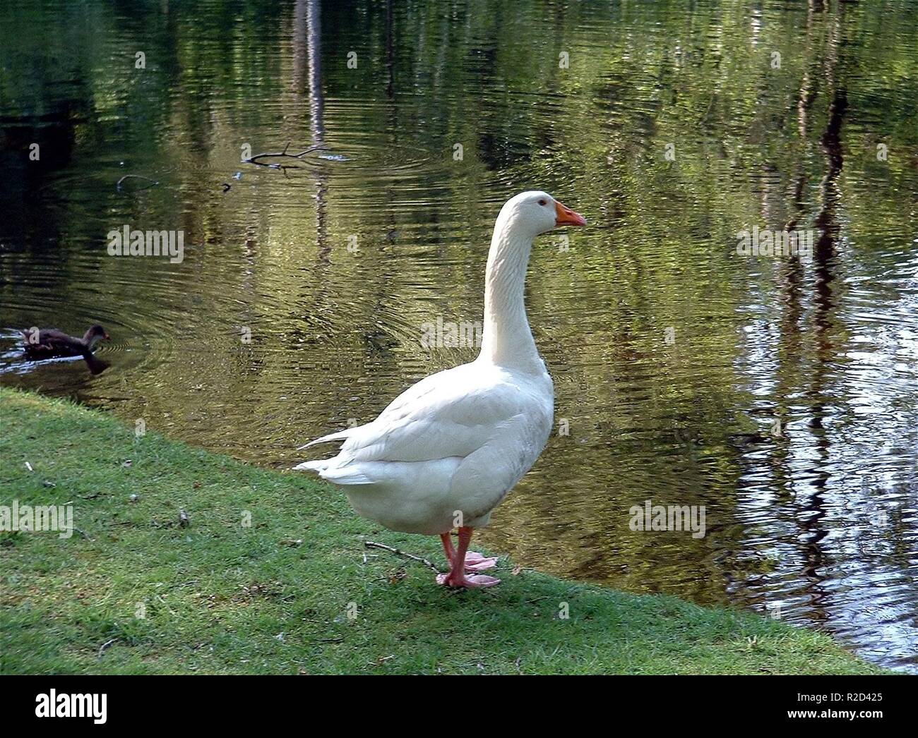 Dolefully hi-res stock photography and images - Alamy