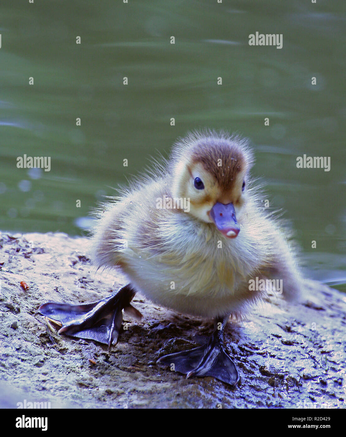 the cute duckling Stock Photo - Alamy