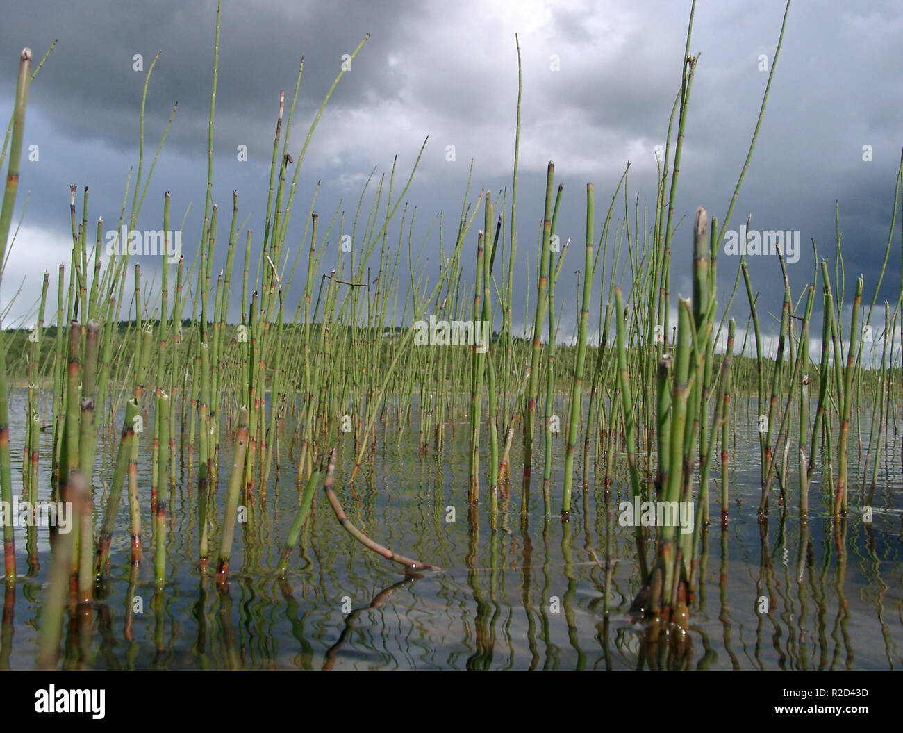 Blades of green reed hi-res stock photography and images - Alamy