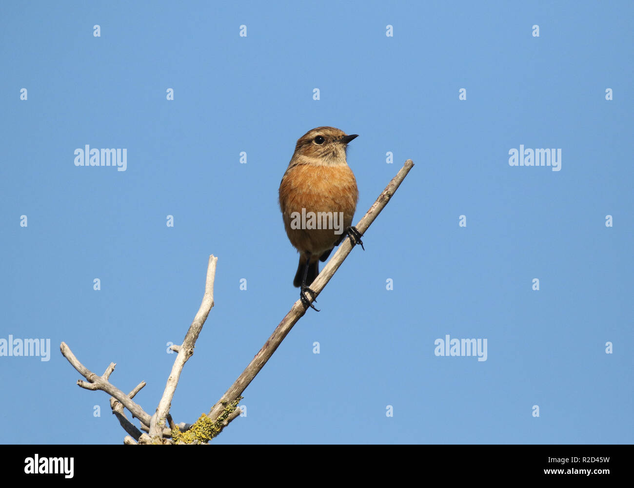 Juvenile stonechat hi-res stock photography and images - Alamy