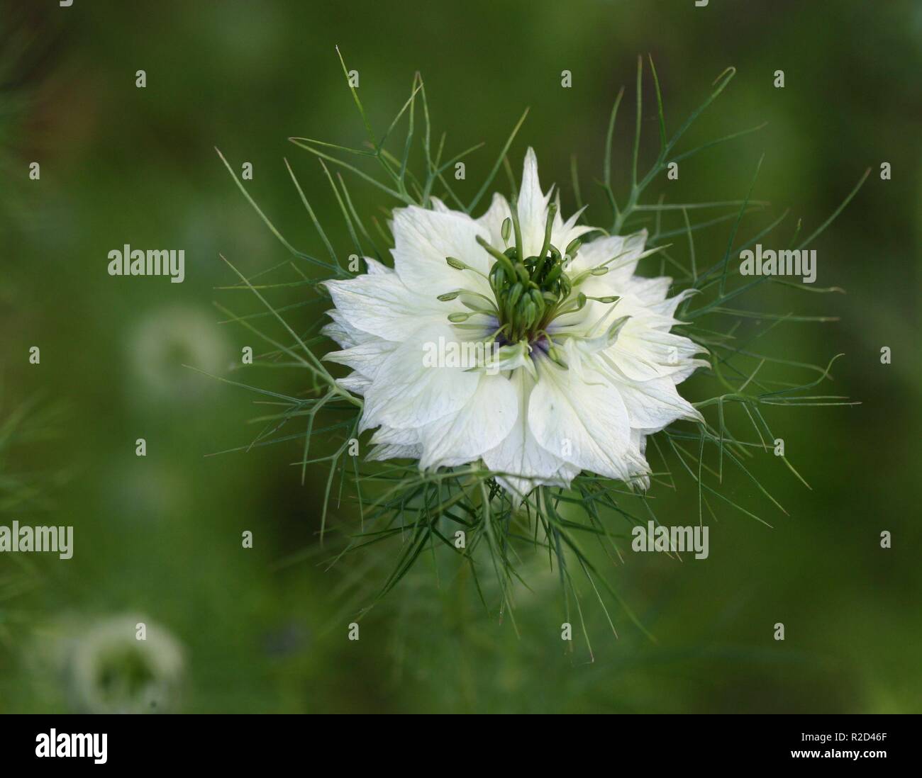 file gran Stock Photo - Alamy