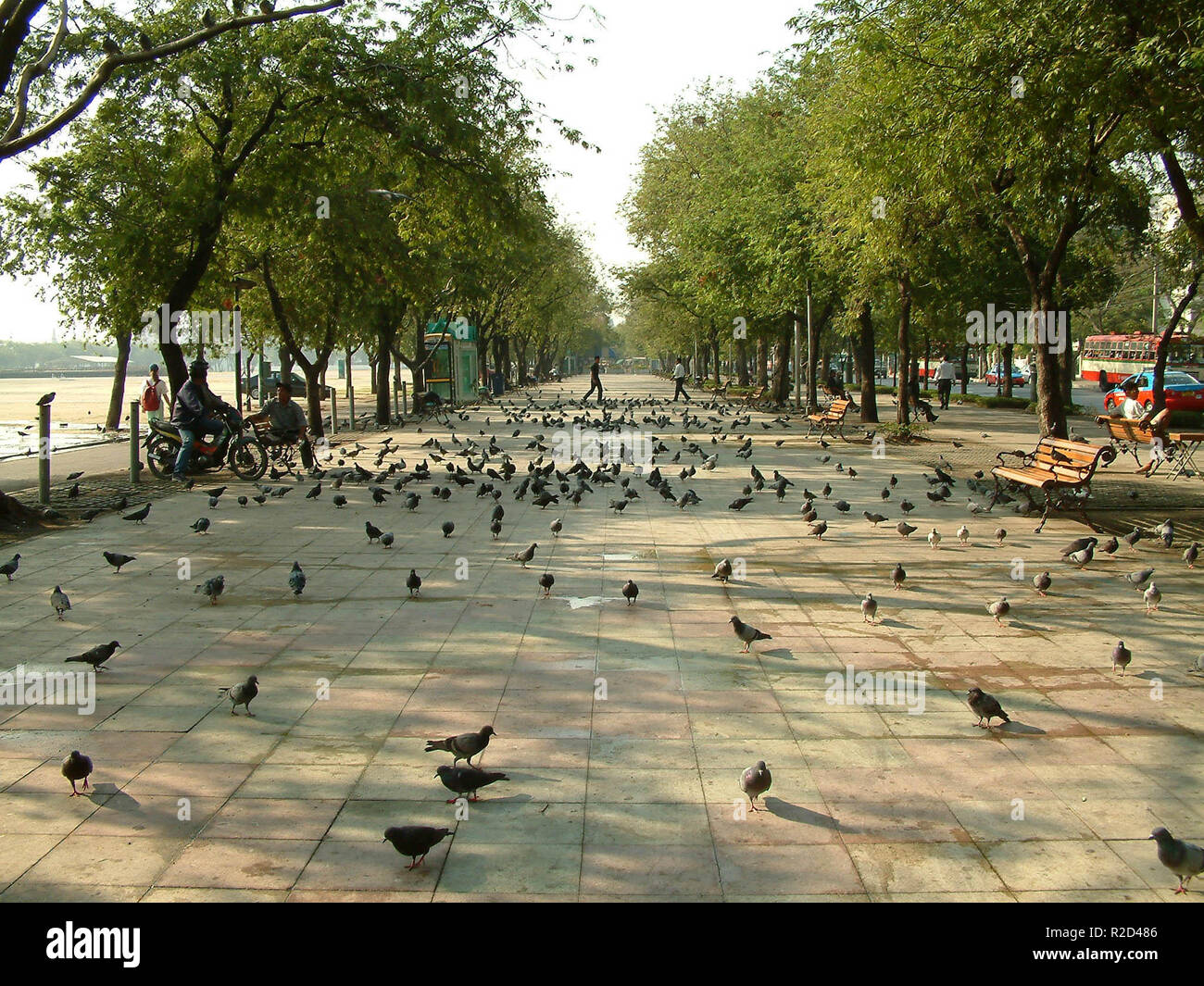 pigeons at sanam luang Stock Photo - Alamy