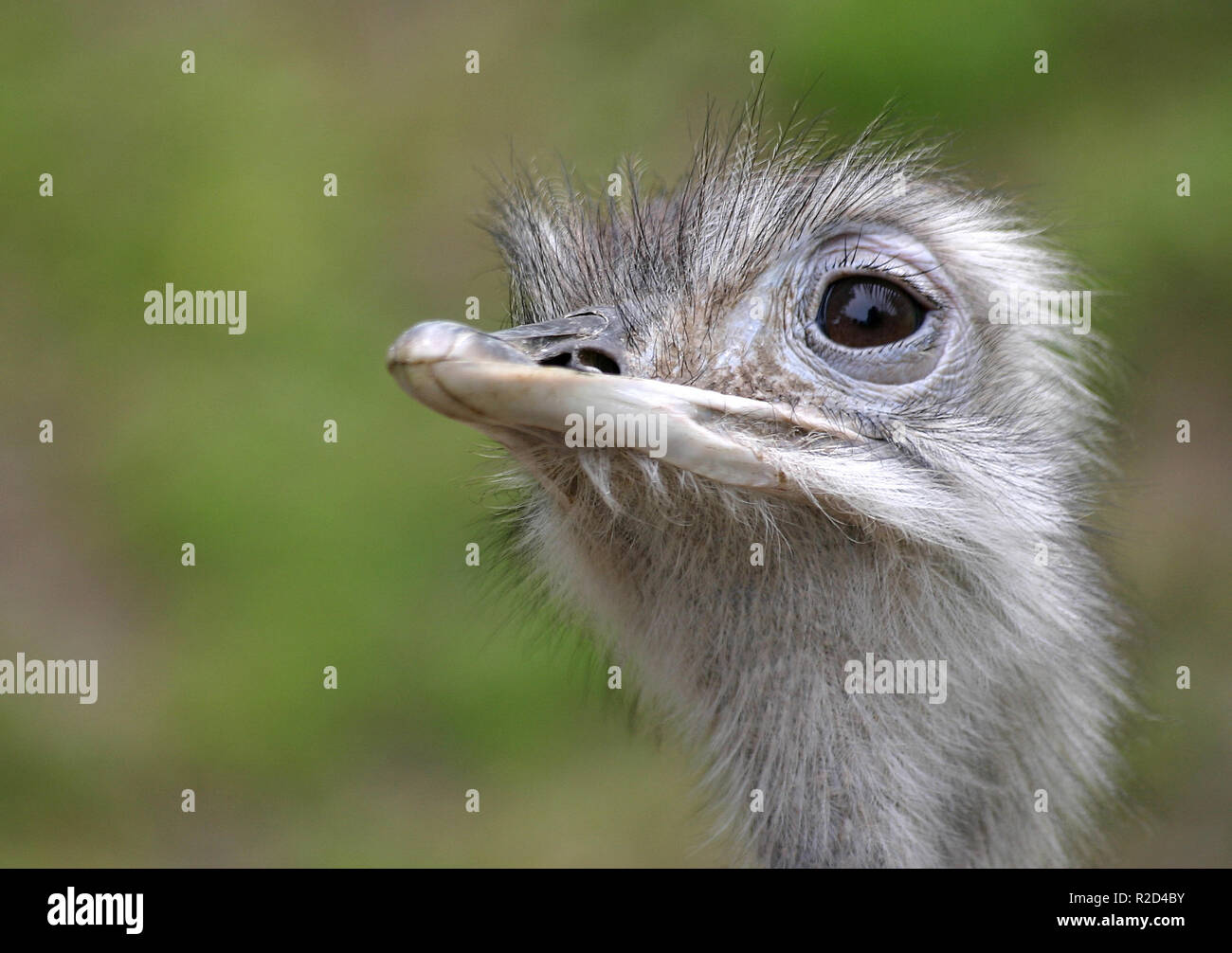 rhea Stock Photo - Alamy