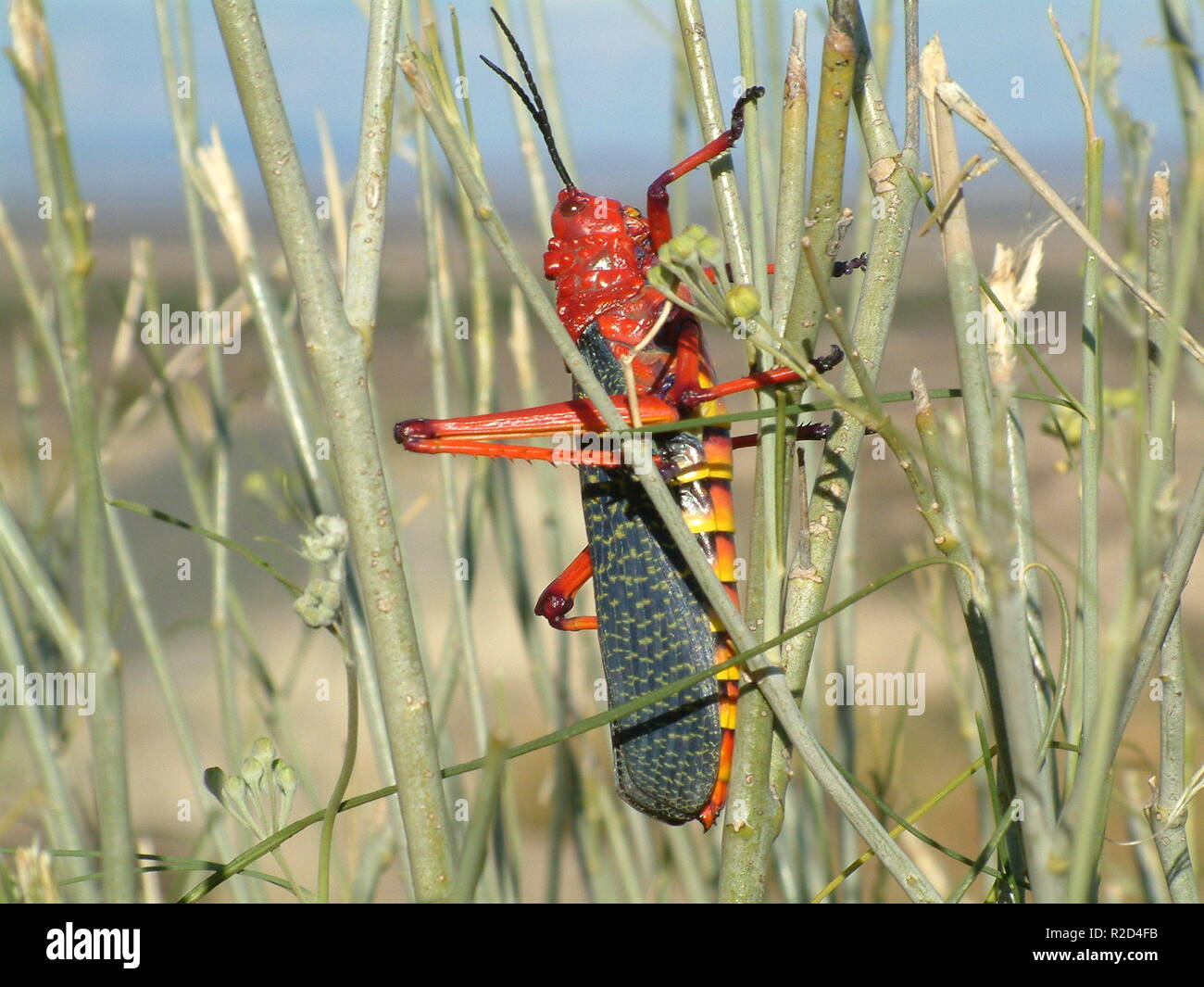 Red grasshopper hi-res stock photography and images - Alamy