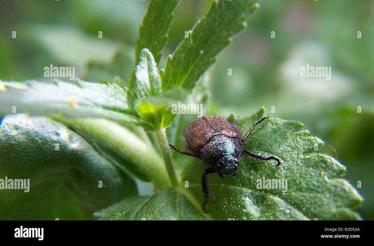 Tiny beetle hi-res stock photography and images - Alamy