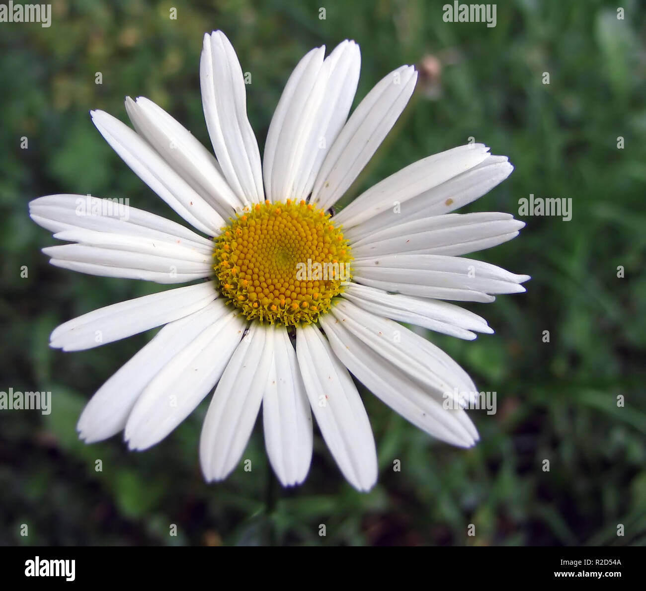 Margarite weiss hi-res stock photography and images - Alamy