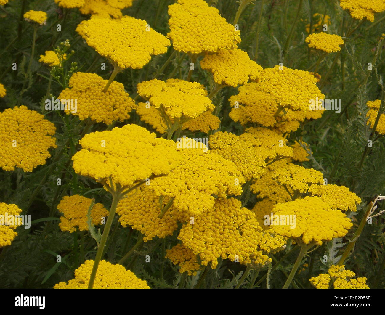 Ma rrum hi-res stock photography and images - Alamy