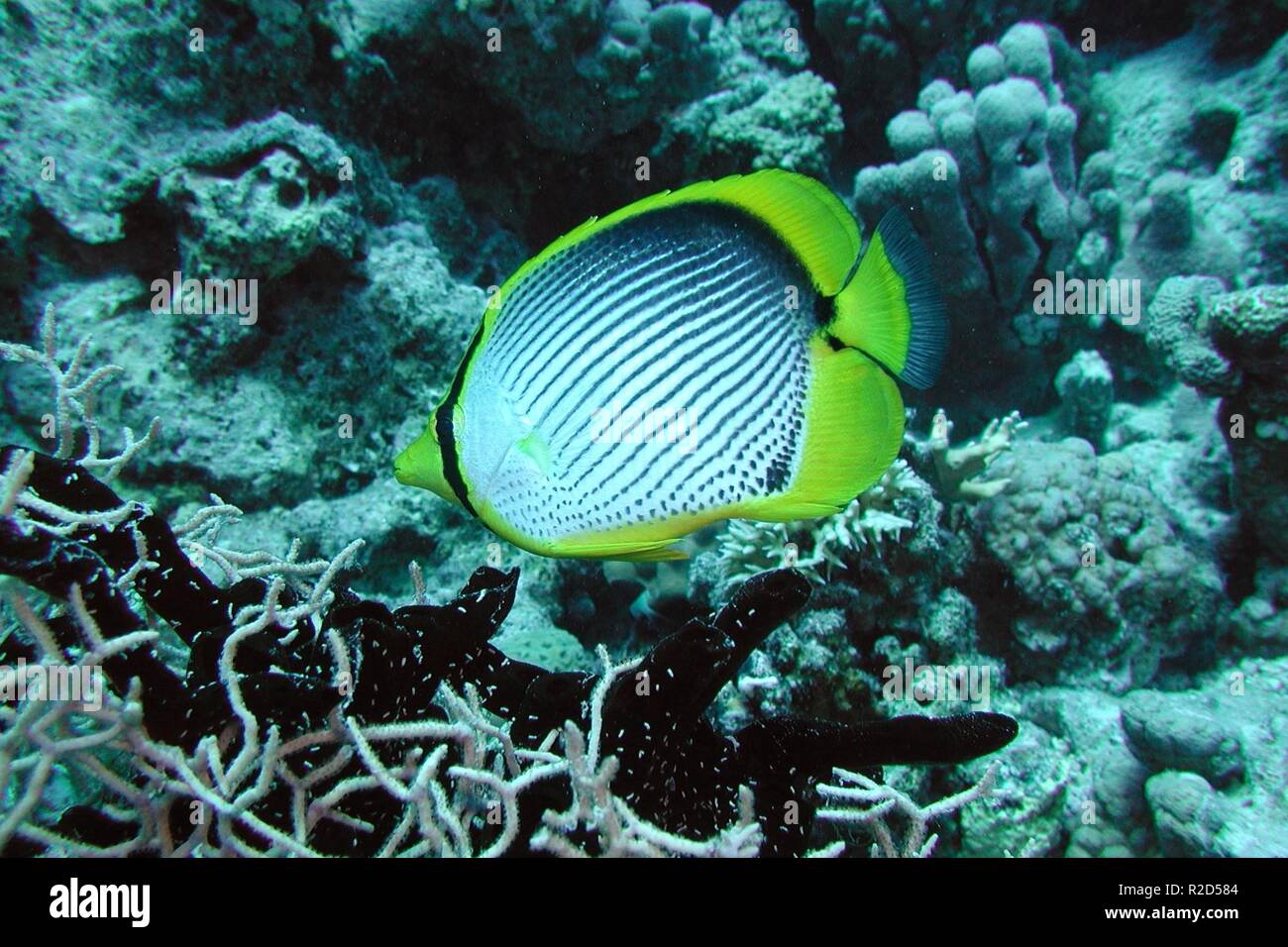 black back butterflyfish Stock Photo - Alamy
