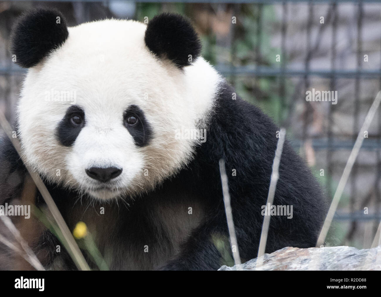 Berlin, Germany. 19th Nov, 2018. Panda lady Meng Meng observes the ...