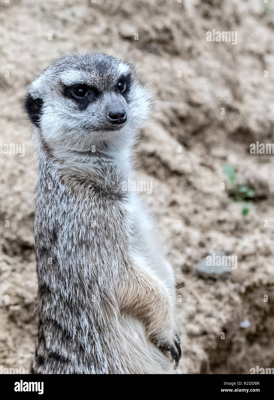 Paul the meerkat hi-res stock photography and images - Alamy