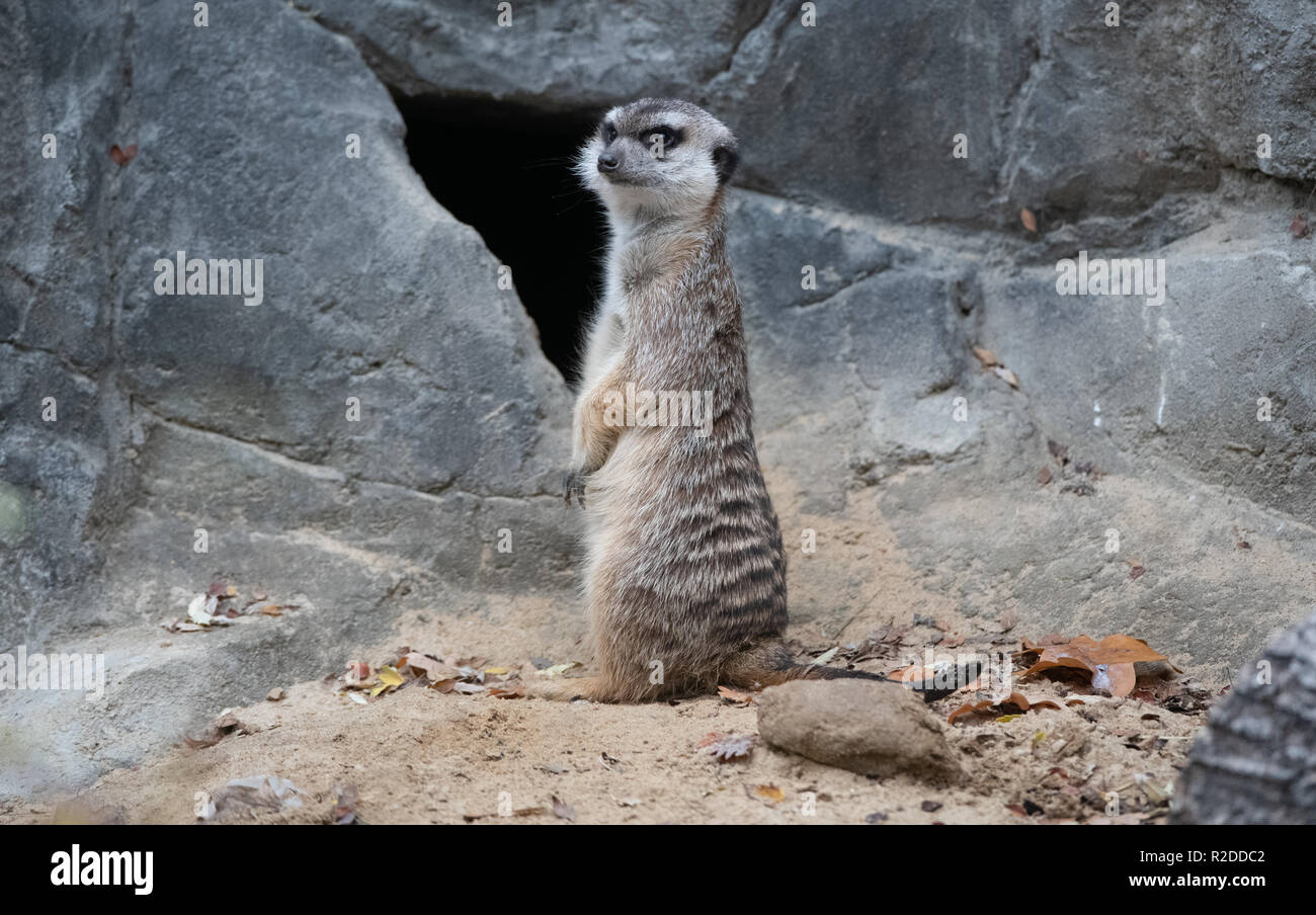 Human enemies hi-res stock photography and images - Alamy