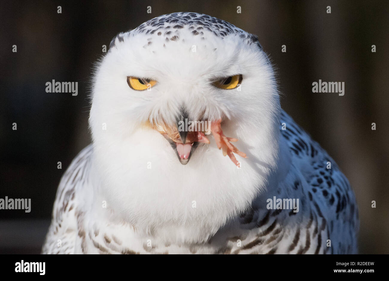 Stralsund, Germany. 19th Nov, 2018. A snowy owl eats a dead chick at ...