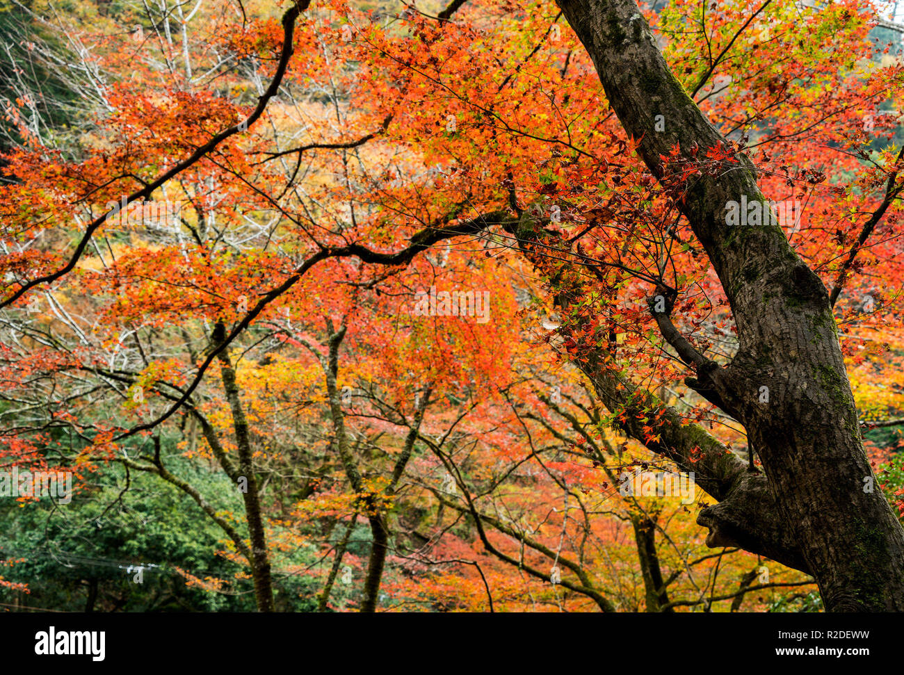 Kyoto, Kyoto, China. 19th Nov, 2018. Autumn scenery at Kifune Shrine in ...