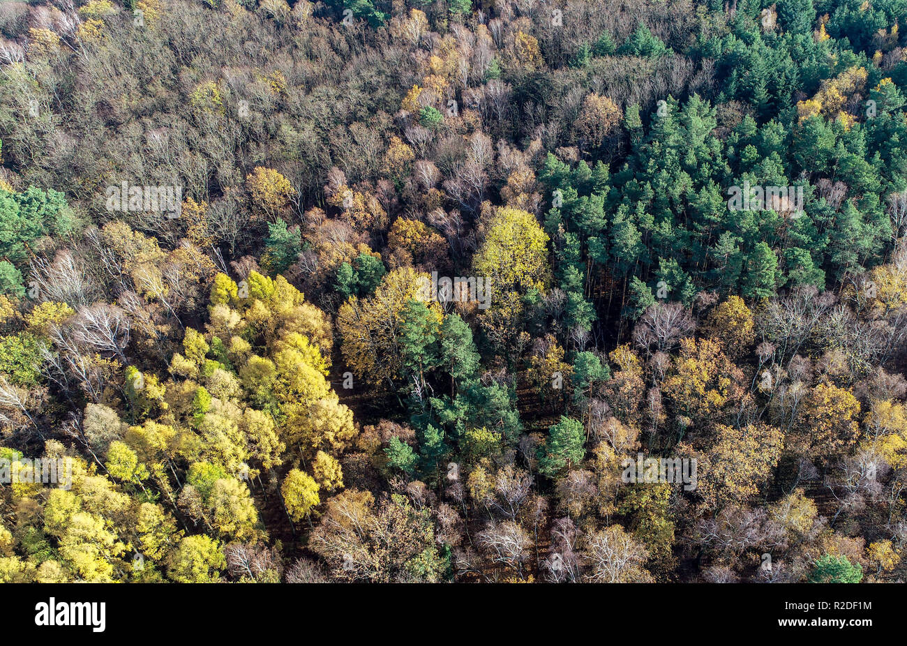 Treplin, Germany. 15th Nov, 2018. View of the crowns of an autumnally ...
