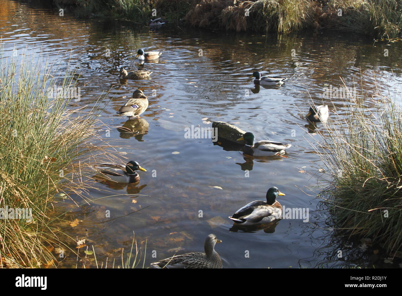 Waterfowl uk hi-res stock photography and images - Alamy