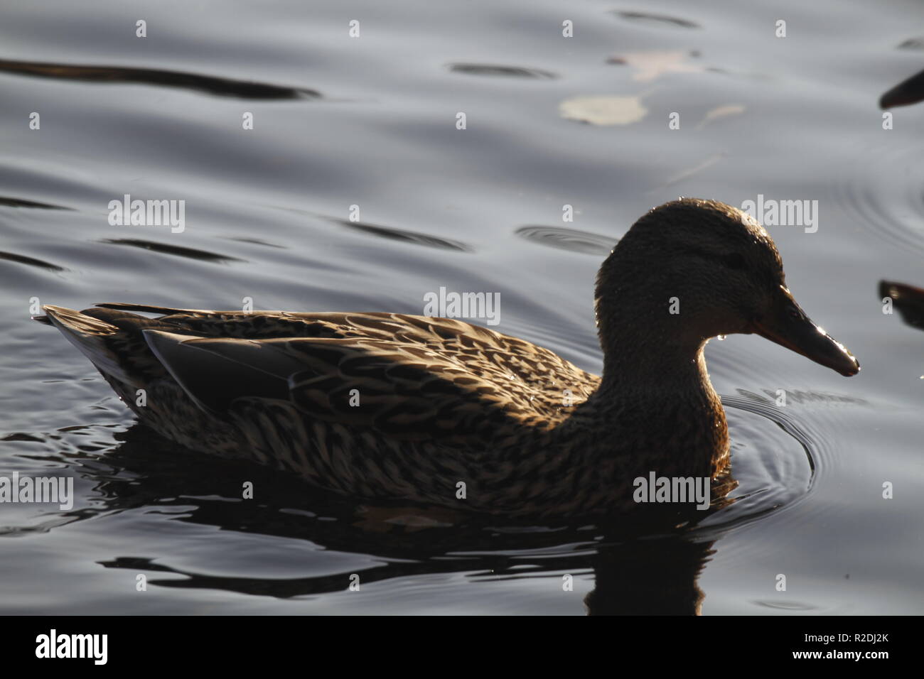 Waterfowl uk hi-res stock photography and images - Alamy