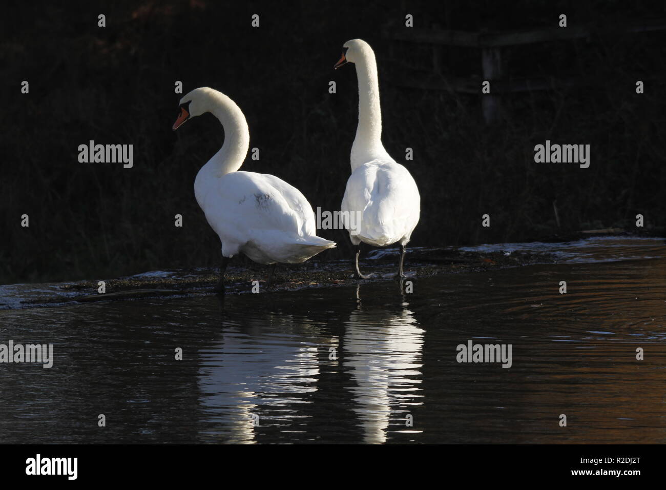 Two reflections of swans hi-res stock photography and images - Alamy