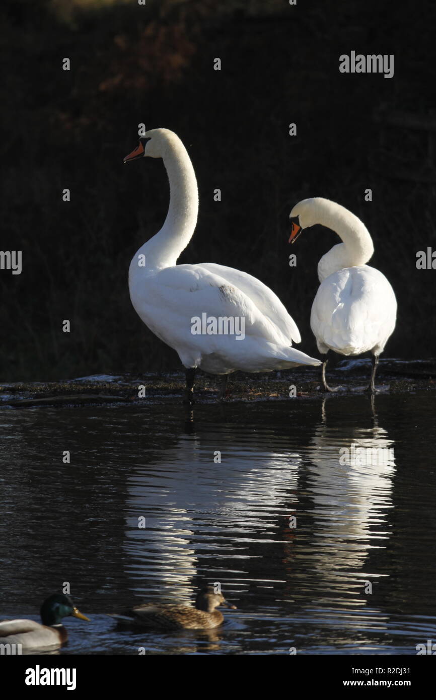 swans, birds, waterfowl, uk Stock Photo - Alamy