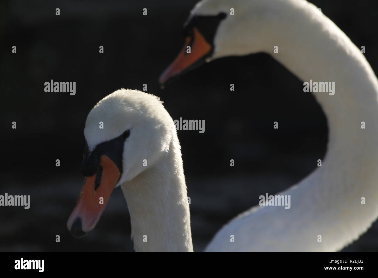 swans, birds, waterfowl, uk Stock Photo - Alamy