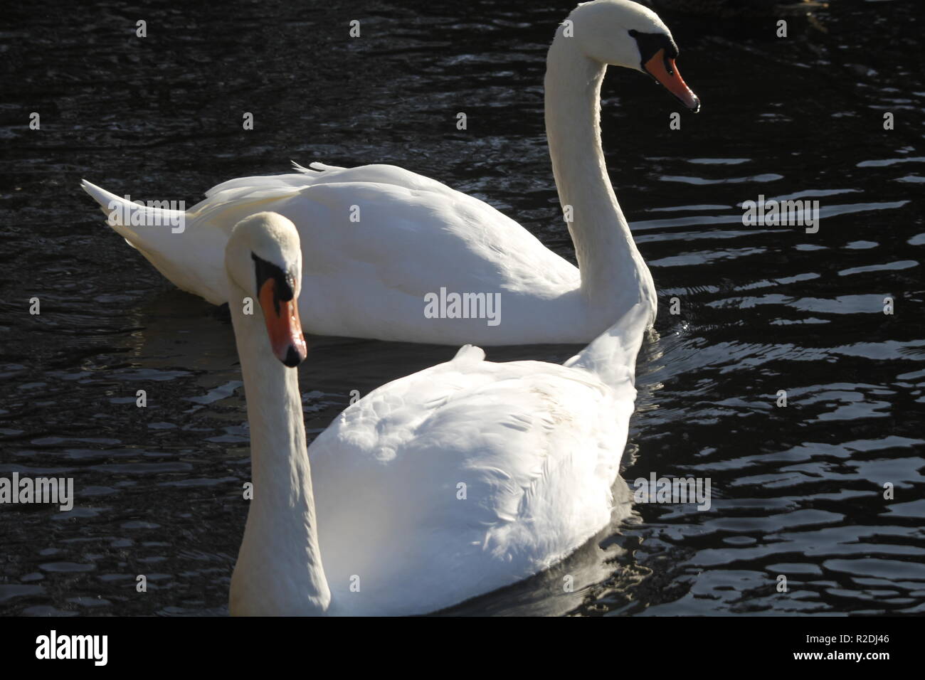 swans, birds, waterfowl, uk Stock Photo - Alamy