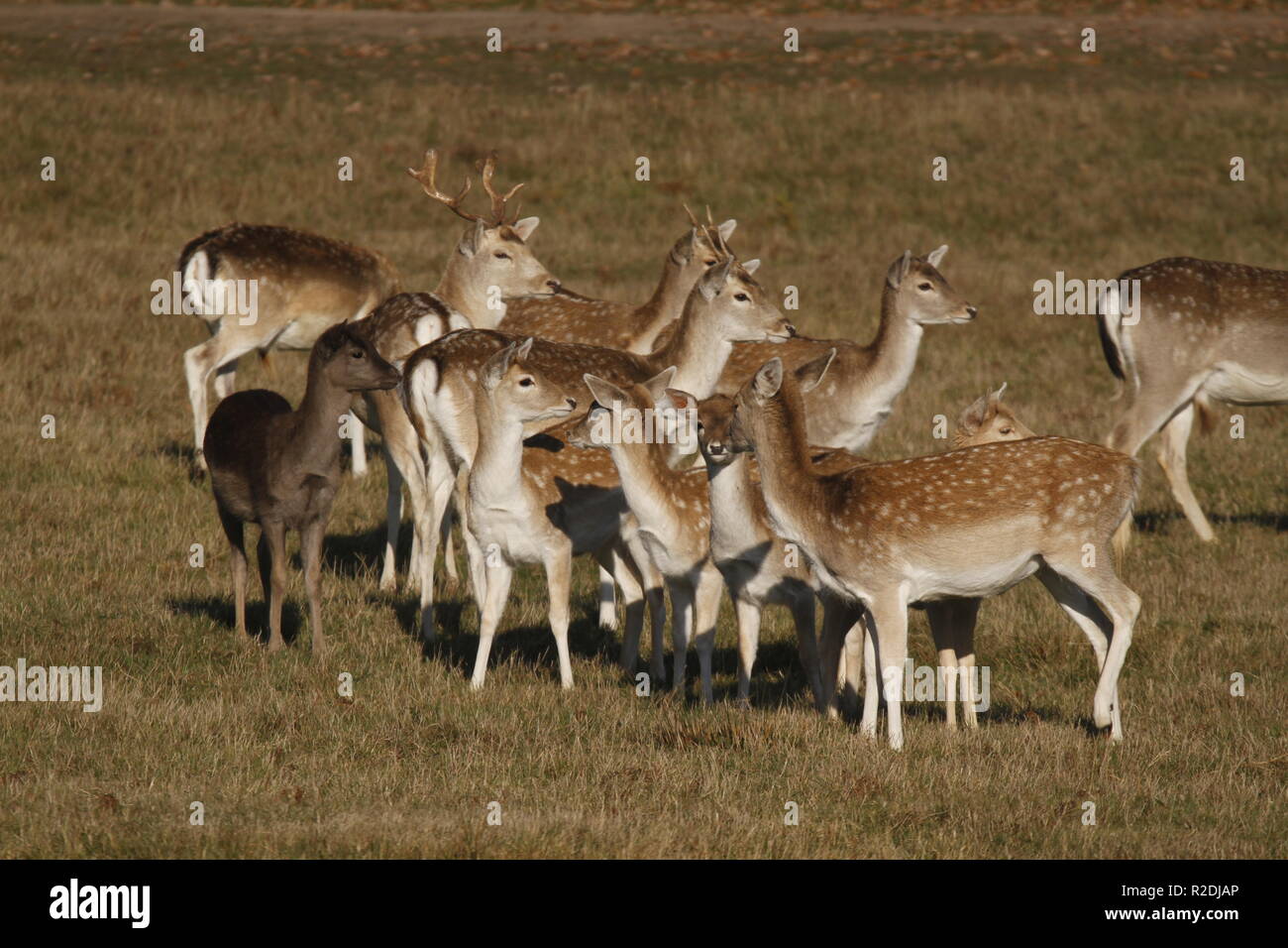 Fallow deer dama dama uk fawn doe herd hi-res stock photography and ...