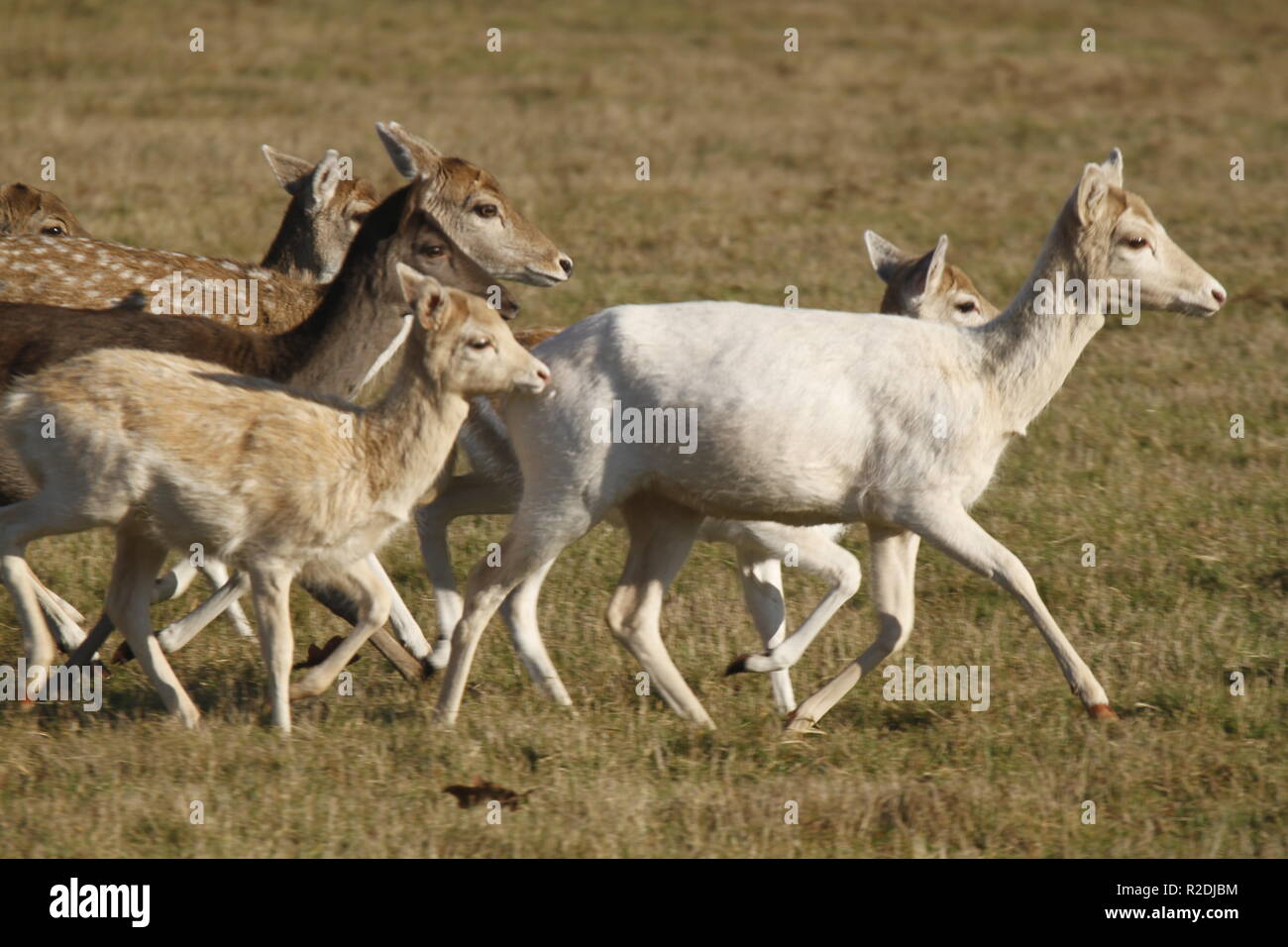 Fallow deer dama dama uk fawn doe herd hi-res stock photography and ...
