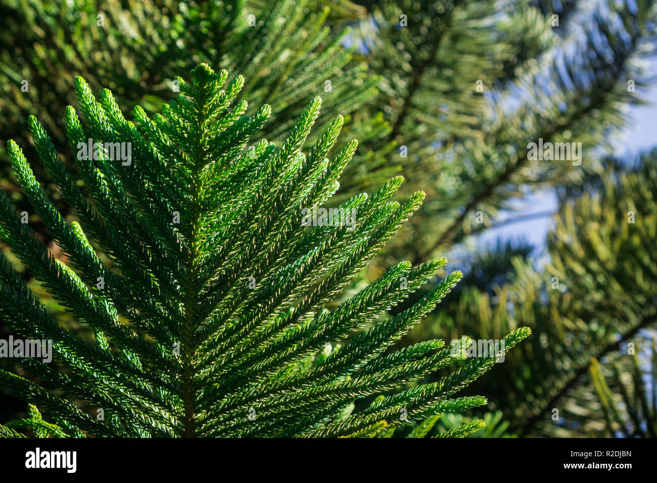 Araucaria heterophylla hi-res stock photography and images - Alamy
