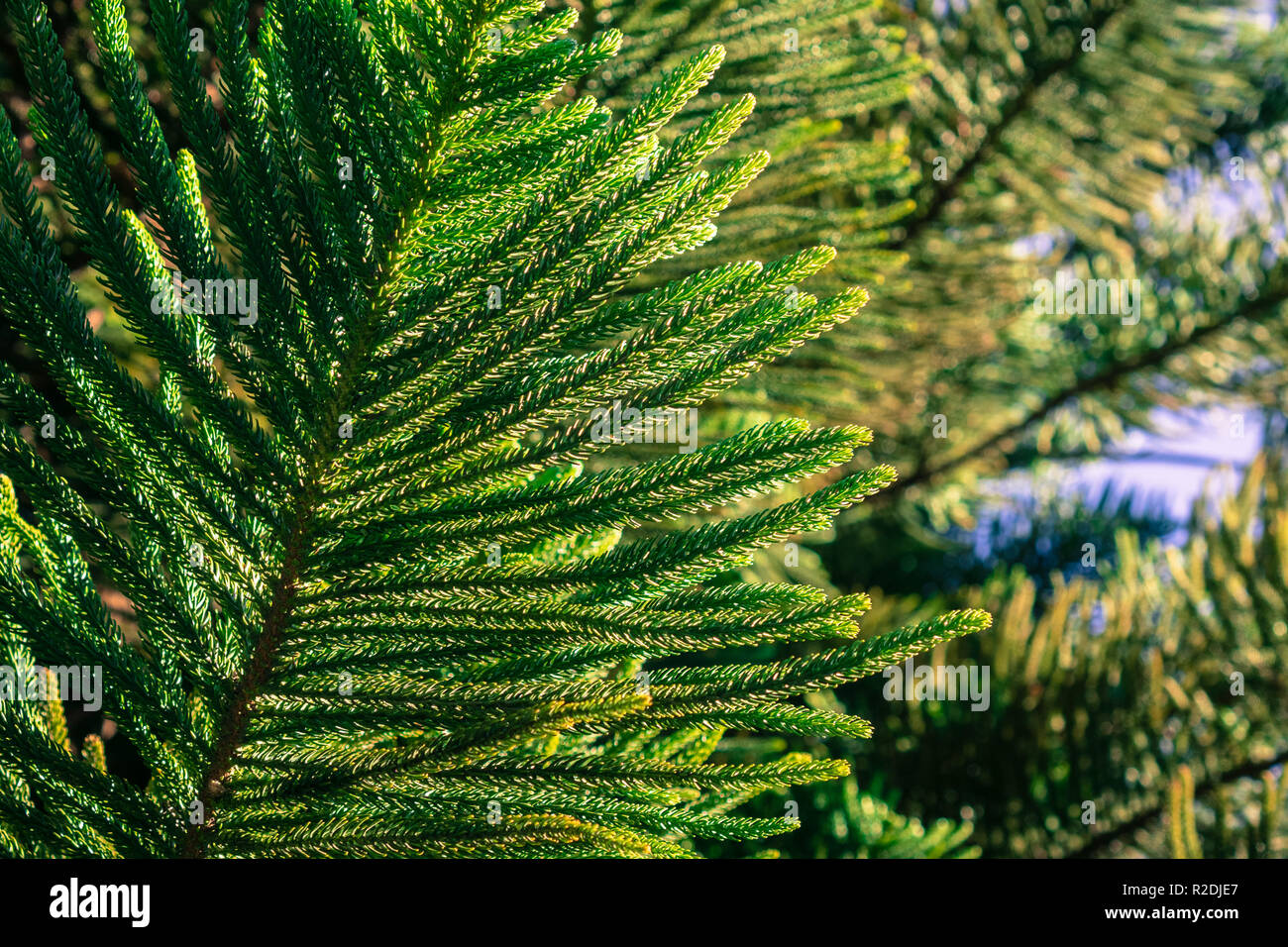 Ornamental Pine Trees