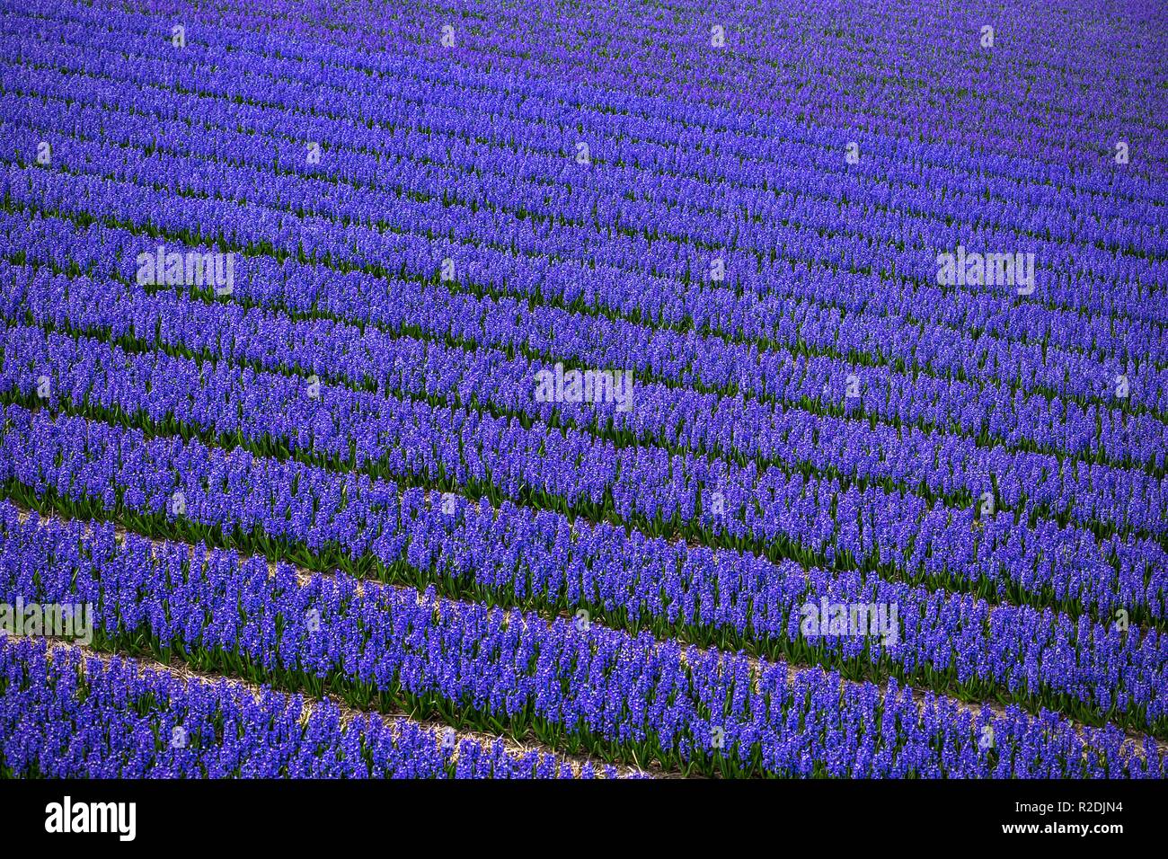famous Dutch flower fields during flowering - rows of violet hyacinths ...