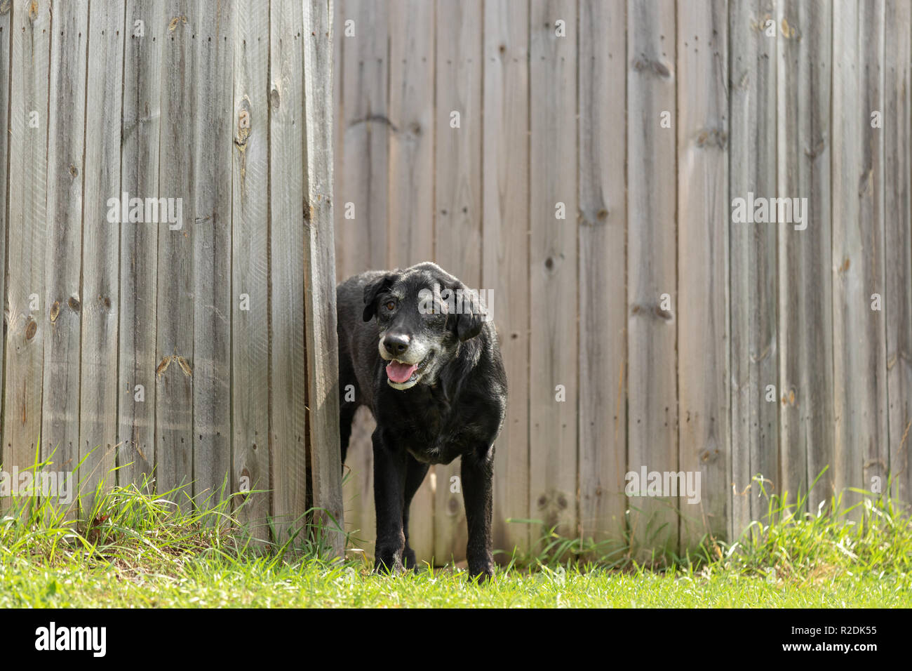 Senior black labrador hi-res stock photography and images - Alamy