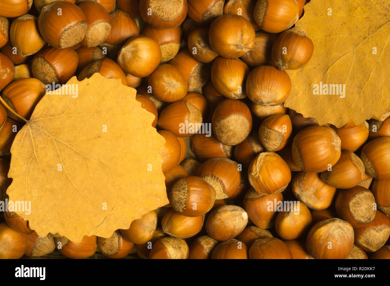 Hazelnuts and autumn leaves texture background Stock Photo - Alamy