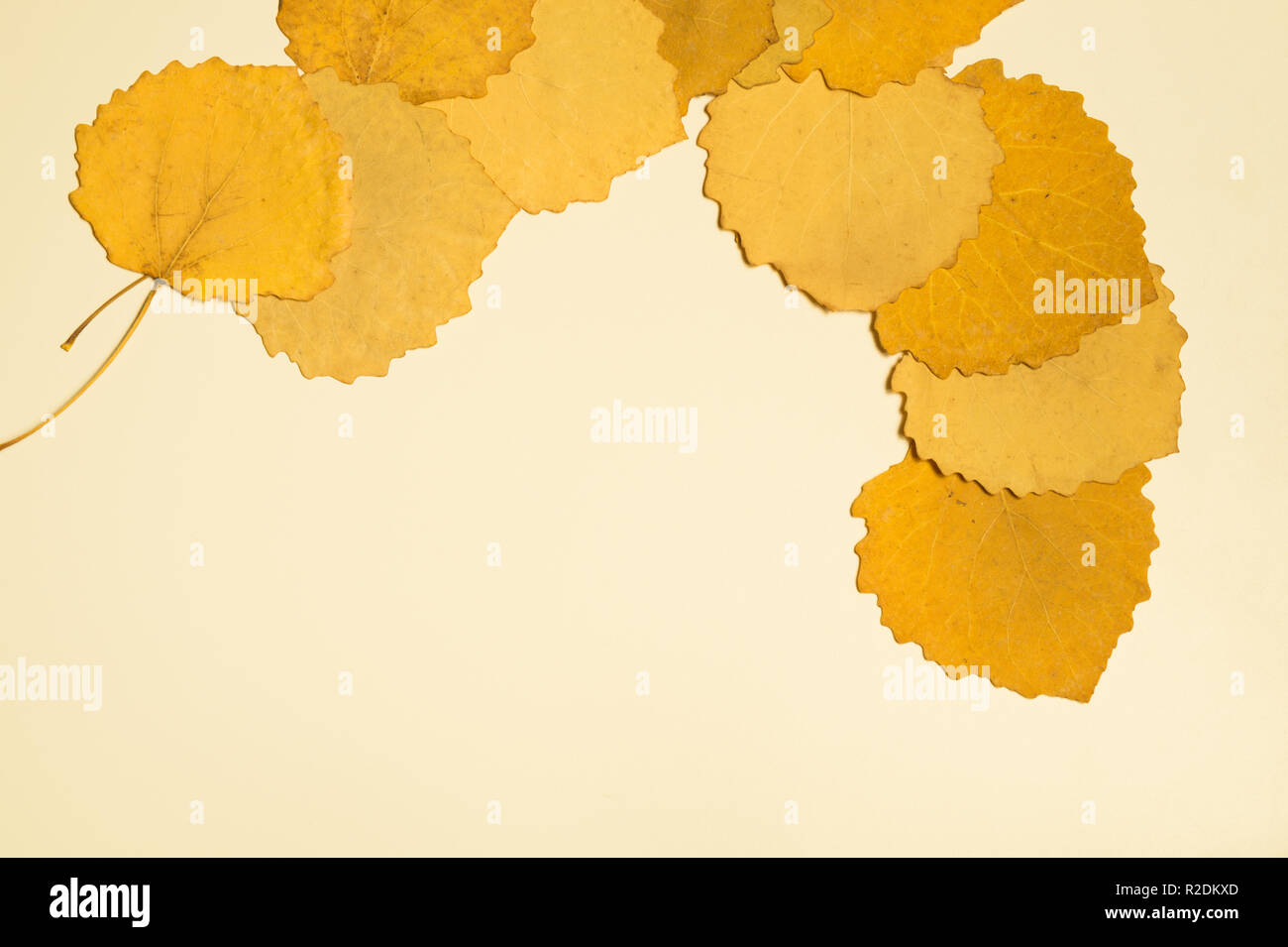 Copy space leaf hi-res stock photography and images - Alamy