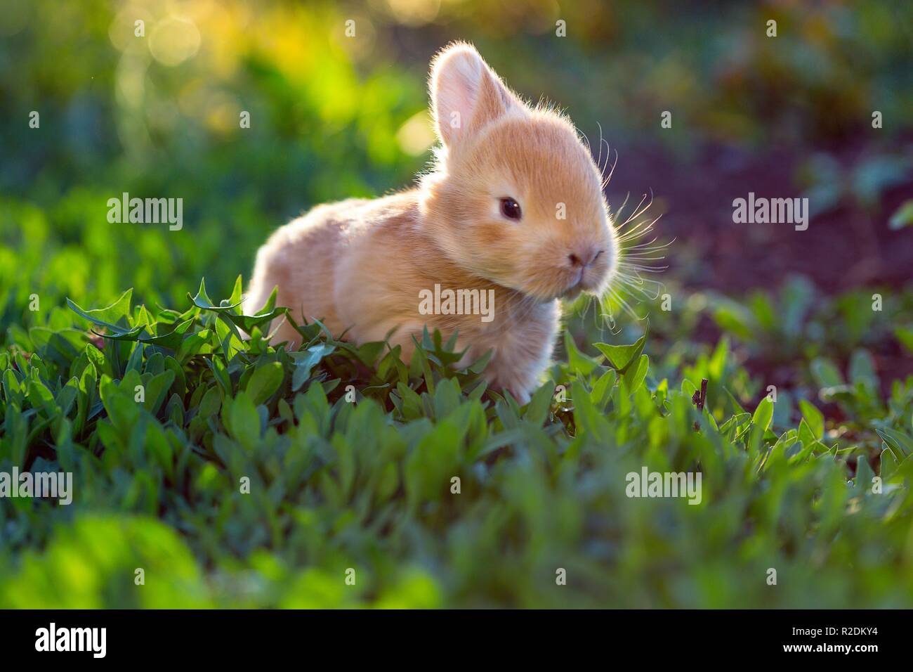 little red rabbit on the grass in the garden Stock Photo - Alamy
