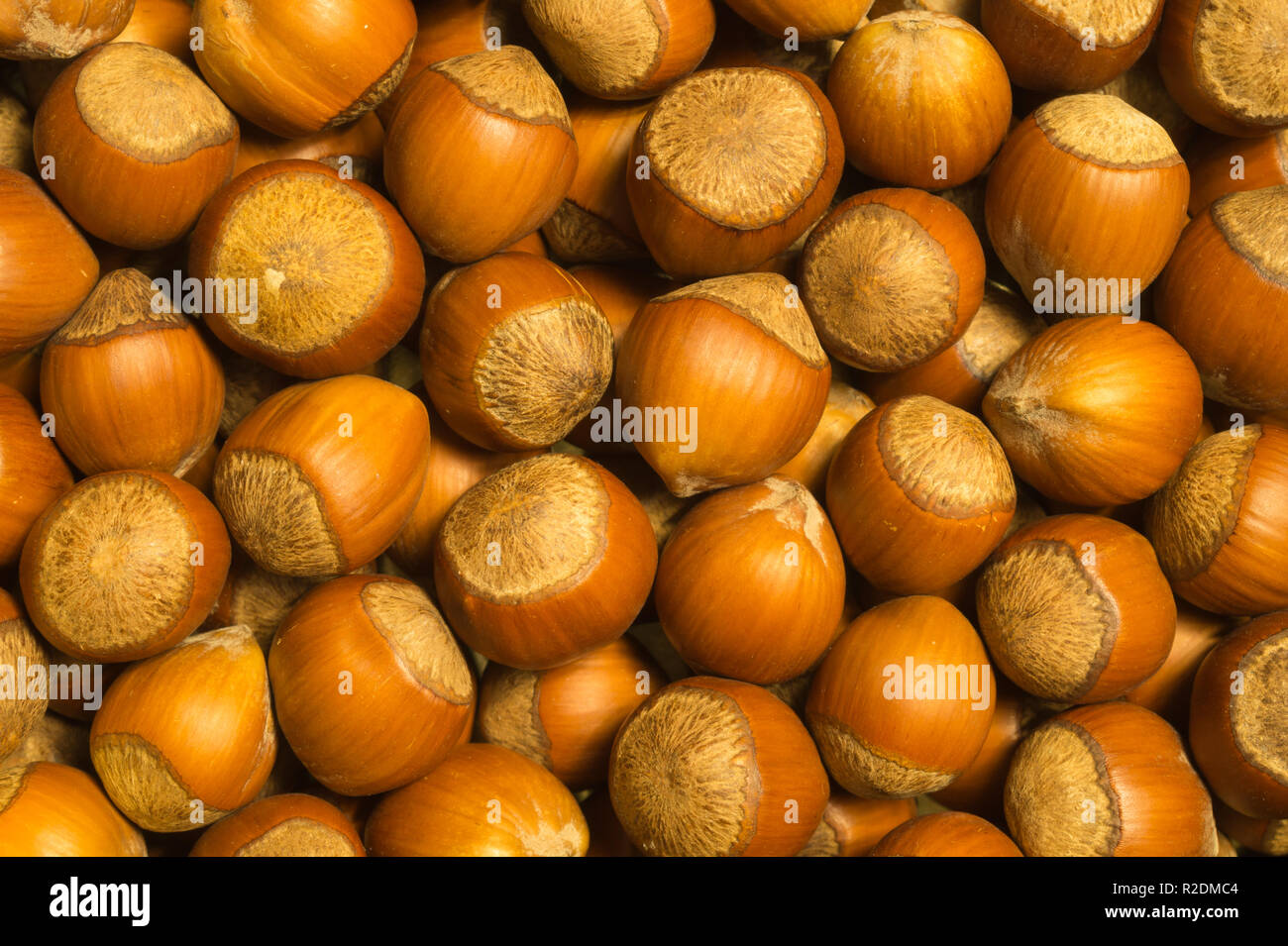 Hazelnuts texture hi-res stock photography and images - Alamy