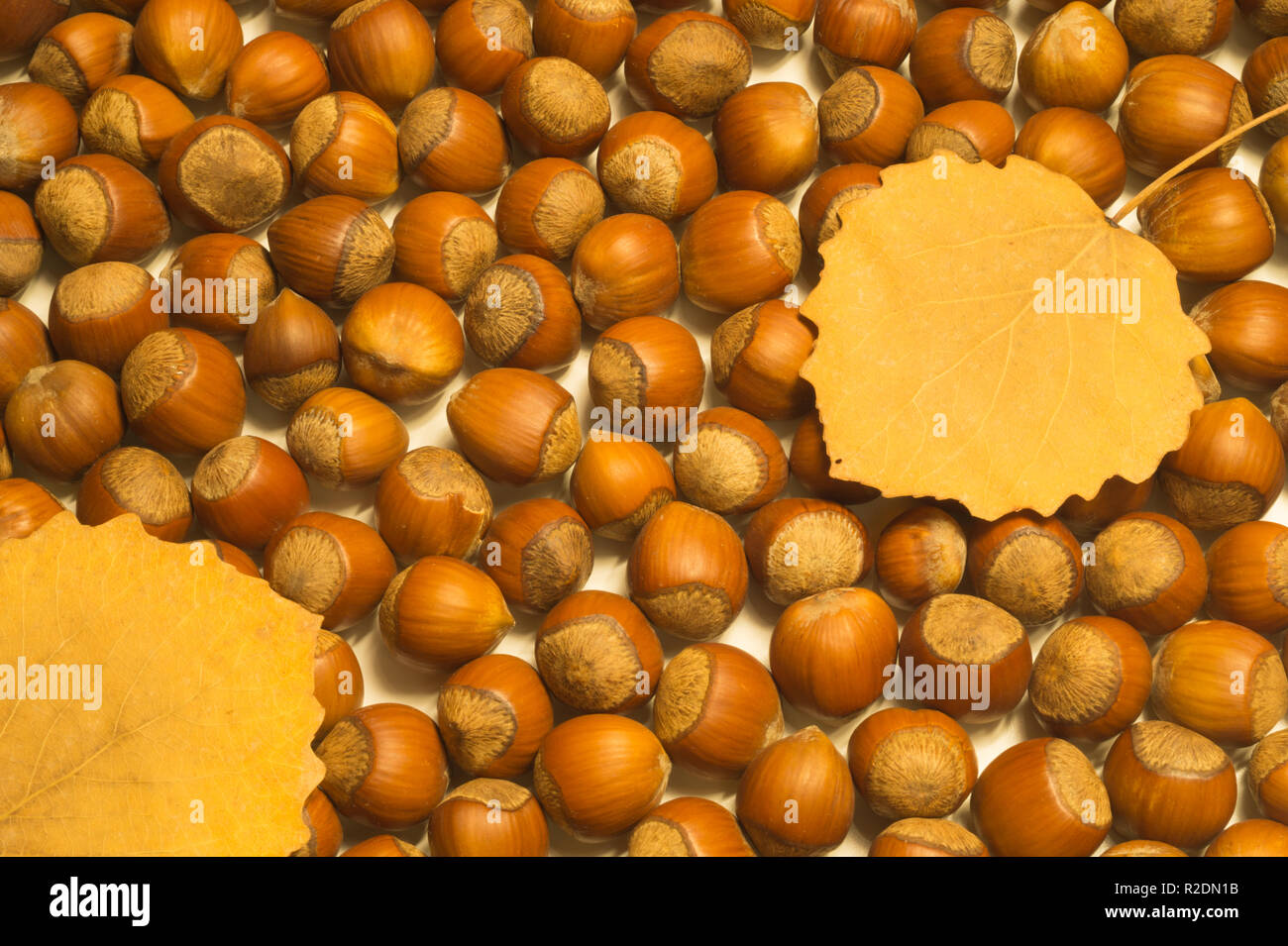 Hazel wood texture hi-res stock photography and images - Alamy