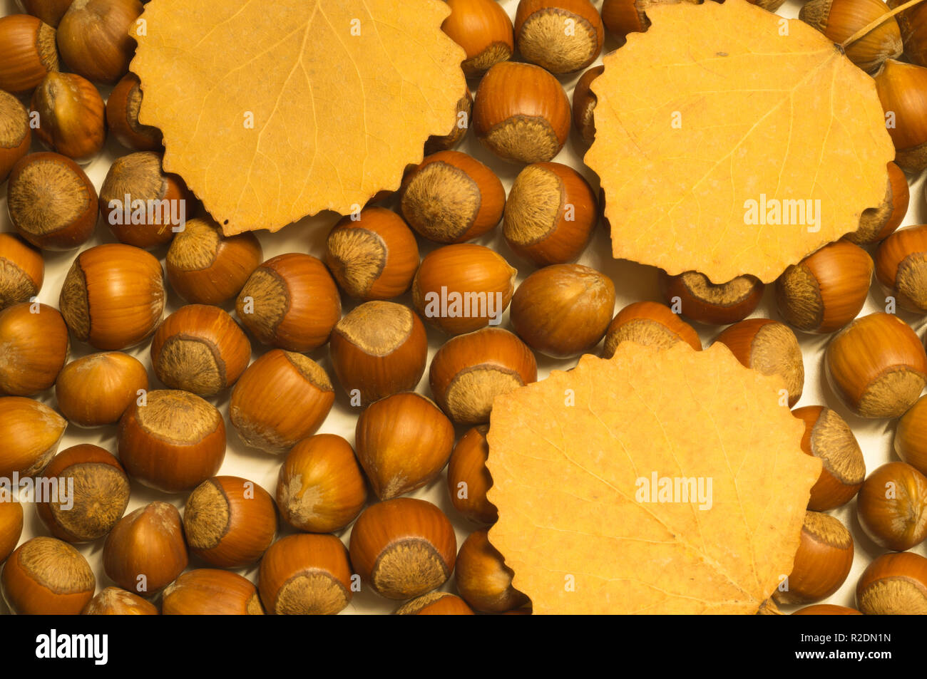 Hazel wood texture hi-res stock photography and images - Alamy