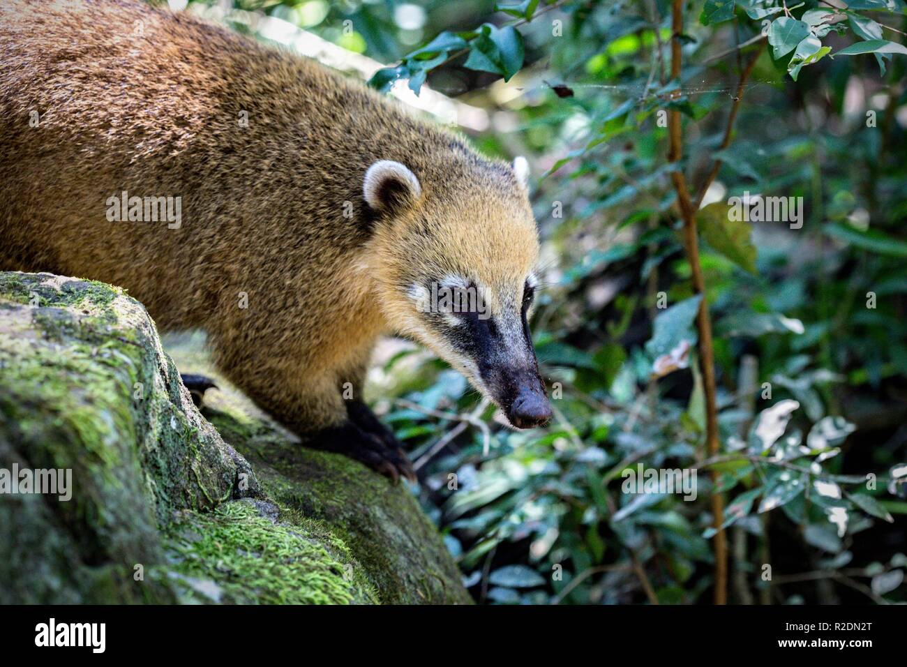 Coati nasua nasua iguassu national hi-res stock photography and images ...
