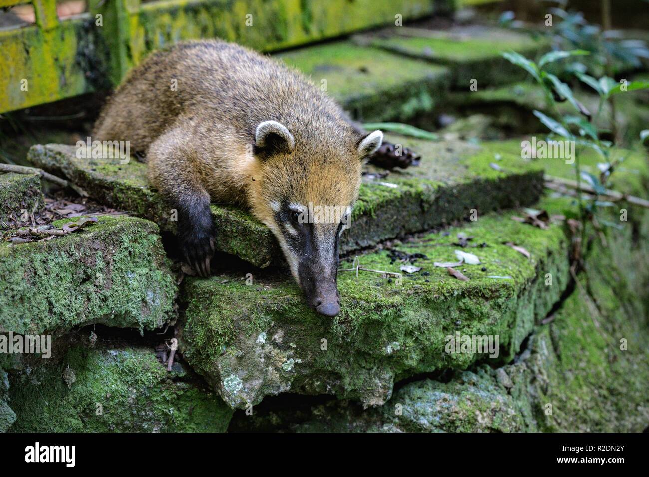Coati nasua nasua iguassu national hi-res stock photography and images ...