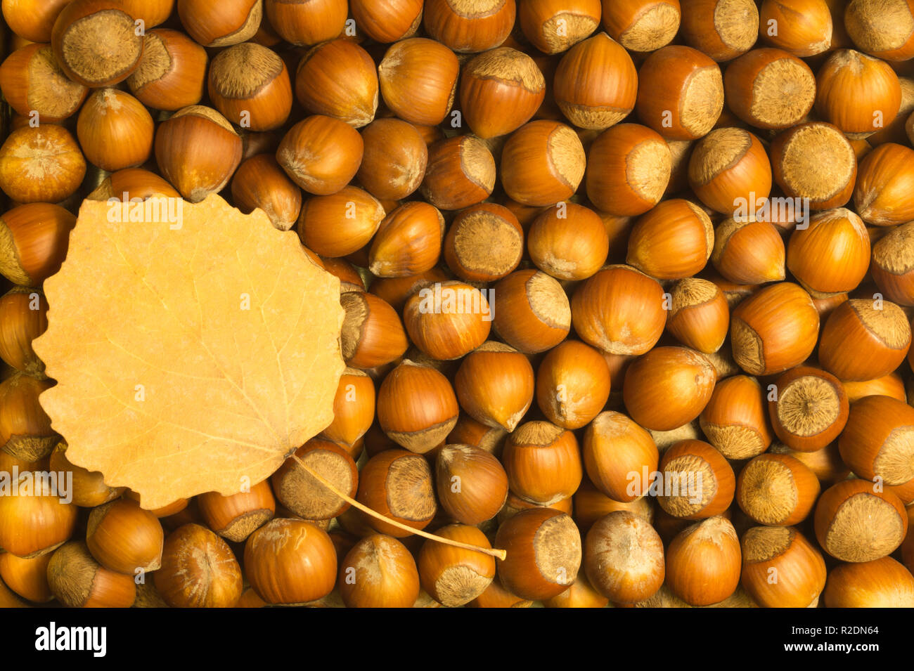 Hazel wood texture hi-res stock photography and images - Alamy